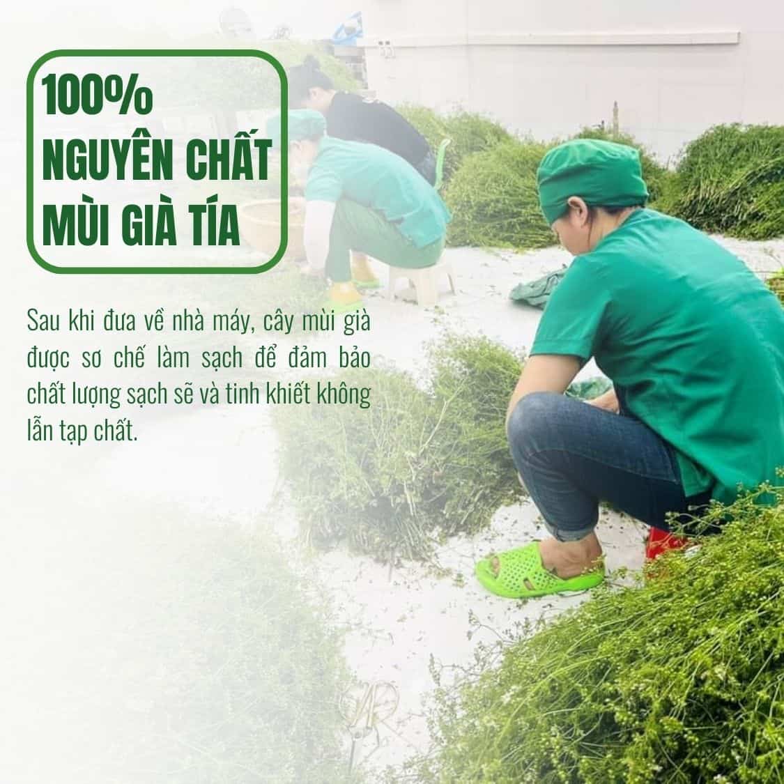Những Công Dụng Của Nước Cất Mùi Già - Cỏ Non Việt Nam